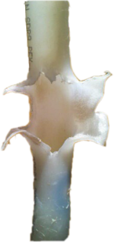 5 Biggest Lies about PEX Tubing